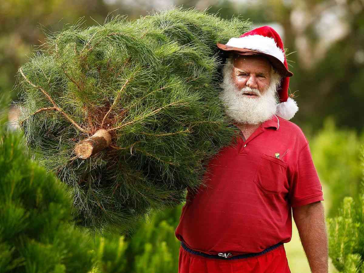 Discover the Nordman Tree Story - Nordmann Direct Wholesale Christmas Trees